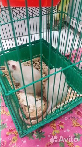 Крыса с клеткой