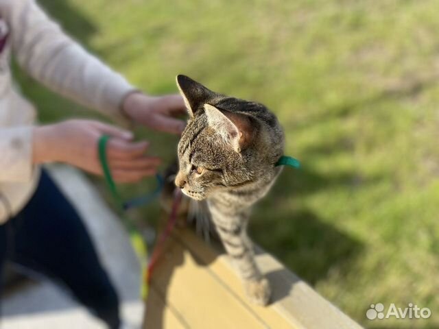 Кошки курильский бобтейл