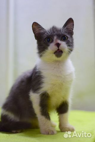 Котенок Герда ищет дом и семью