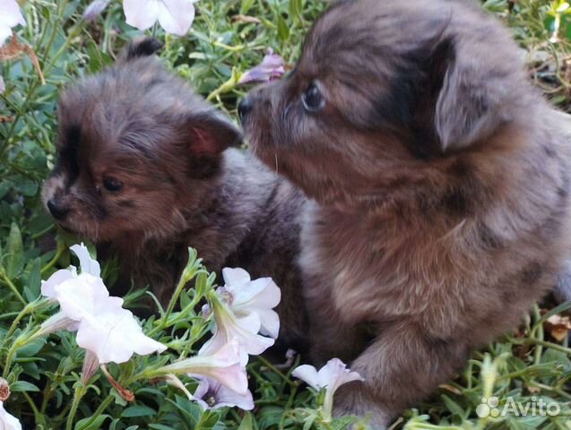 Чихуахуа мрамор