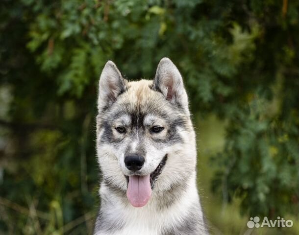 Мальчик агути