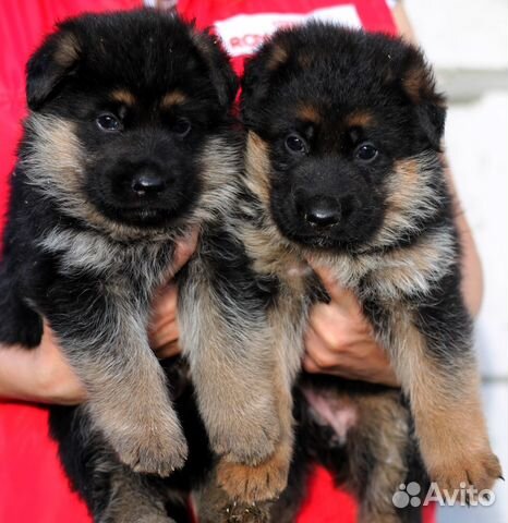 Щенки немецкой овчарки
