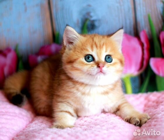 Девочка Черри, золотинка с изумрудными глазами