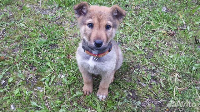 Щенок дворняжка, девочка