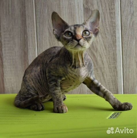 Котята девон-рекс