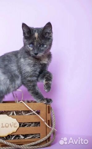 Котенок в дар