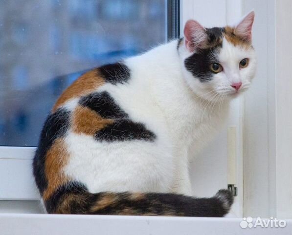 Трёхцветная киса Ксюша ищет дом