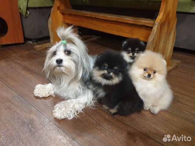 Минишпицы 2,5 месяца