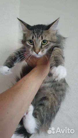 Кошка в добрые руки