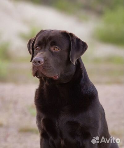Лабрадор для вязки шоколадный