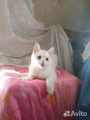 Белый котенок