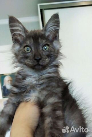 Котенок