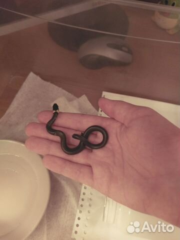 Продам змею. Уж обыкновенный