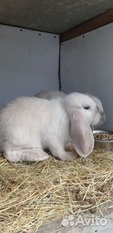 Кролики породы французский баран