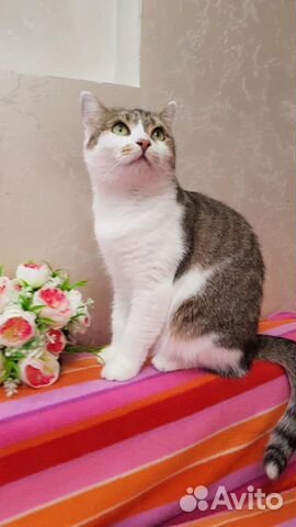 Стерилизованная Мусечка ищет дом