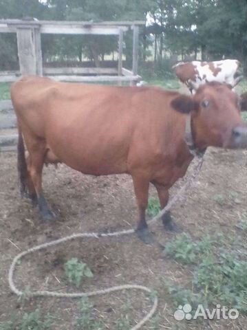 Коровы дойные молочные