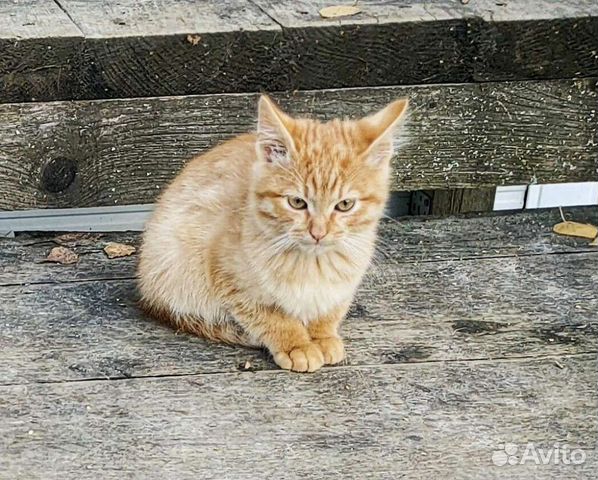 Котенок замерзает на дачах