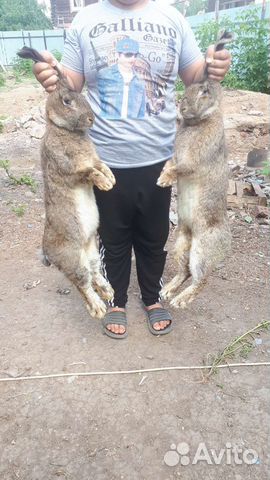 Кролик и Крольчиха