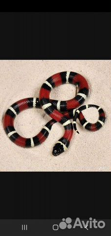 Молочная змея