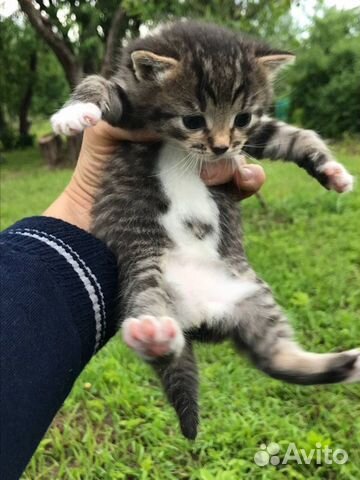 Котенок ищит человека