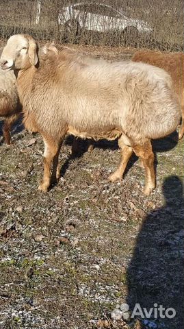 Курдючные бараны овцы