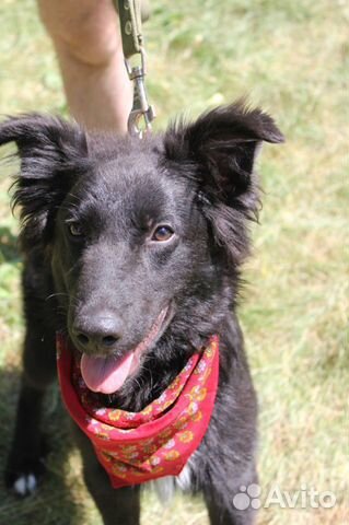 Очаровательный пес Пушкин готов обрести семью