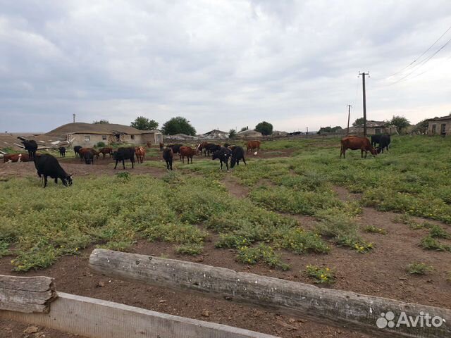 Коровы,тёлки,телята