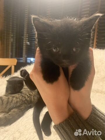 Котенок бесплатно в добрые руки