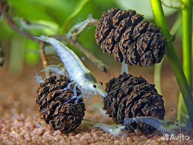 Шишки (соплодия) ольхи