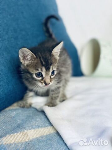 Маленькая стрекоза Лялька