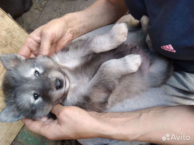Щенки, помесь с лайкой