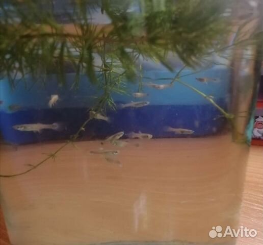 Мальки гуппи