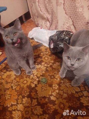 Британские котята