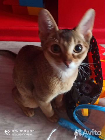 Абиссинская кошечка - котёнок