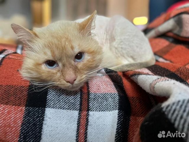 Молодой красавчик котик Мулаш для красивых