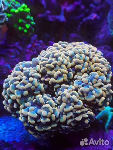 Эуфилия. Живой коралл