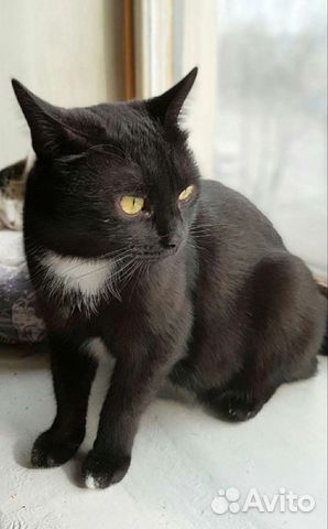 Кот Валерик в самые добрые руки