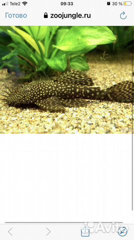 Аквариумные рыбки, улитки, водоросли