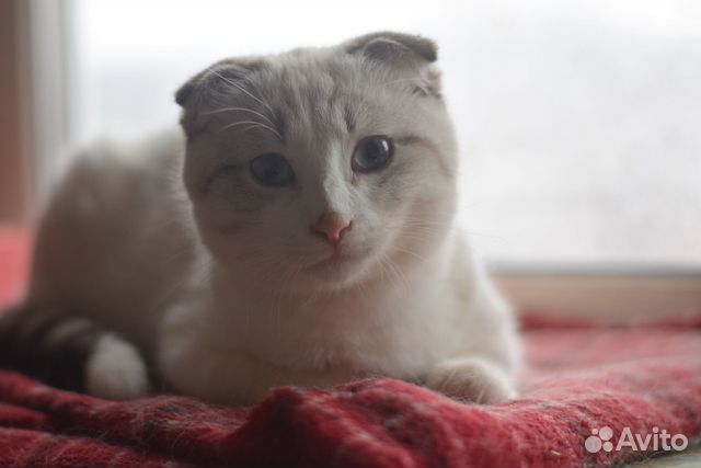 Вислоухий красавец, 4-5 мес