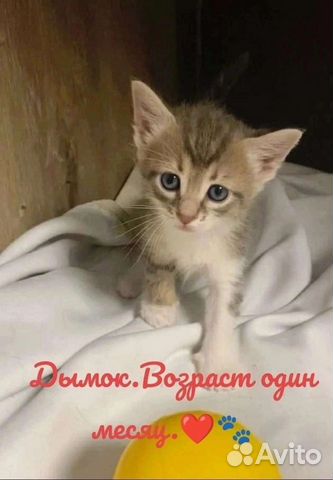 Котёнок Дымок