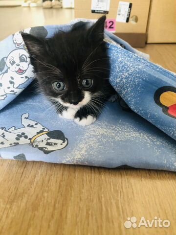 Котёнок
