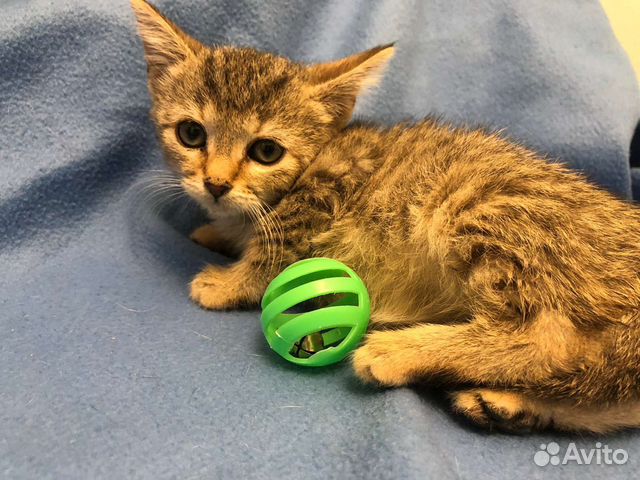 Котёнок Фея в добрые руки