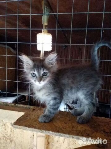 Котёнок в добрые руки бесплатно