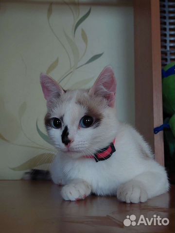 Сиамская голубоглазая кошка