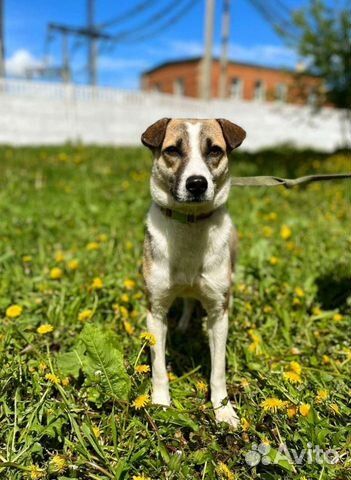 Ласковая Ляля боится жить в приюте