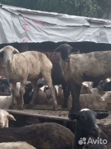 Овцы и барашки