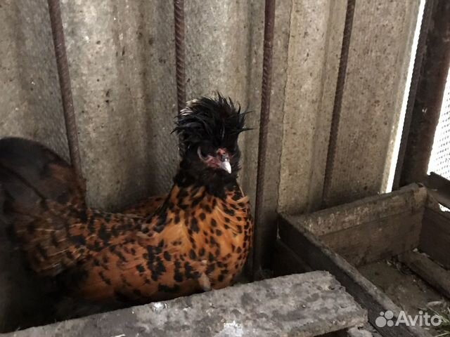 Куры Павловские