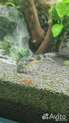 Коридорас крапчатый обмен