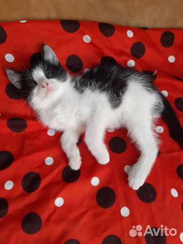 Милейшая кошечка в добрые руки