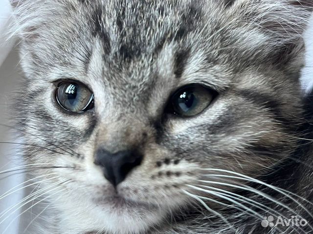 Котята, 2 месяца, в добрые руки